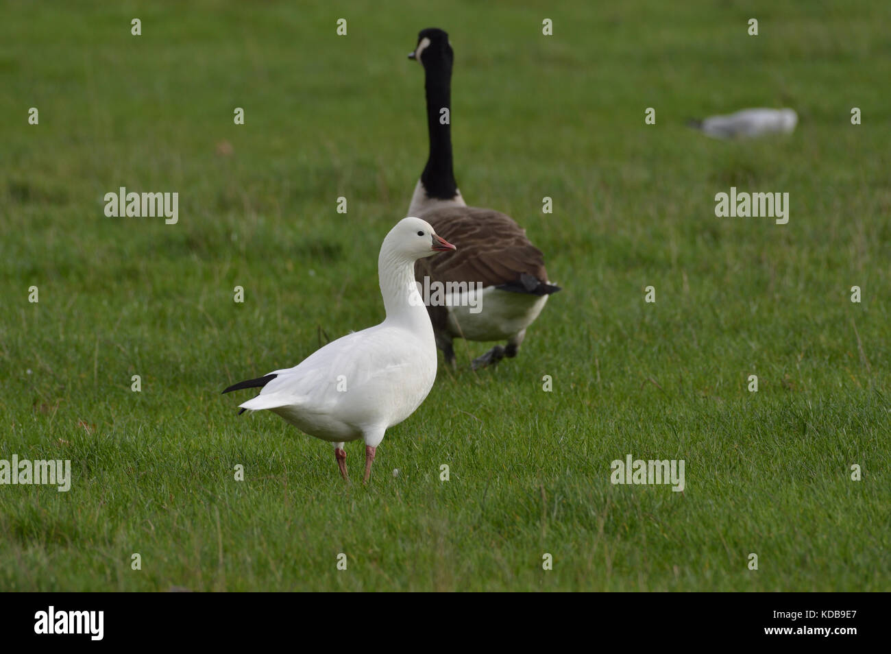Ross's goose uk hi-res stock photography and images - Alamy