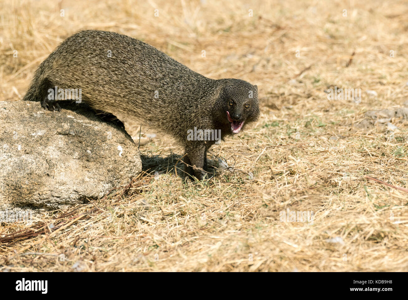 Herpestes hi-res stock photography and images - Alamy