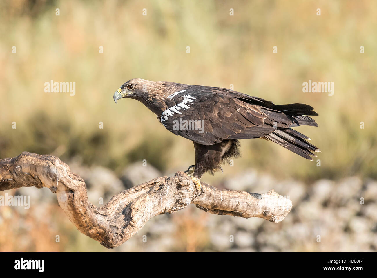 spanish imperial eagle Stock Photo - Alamy