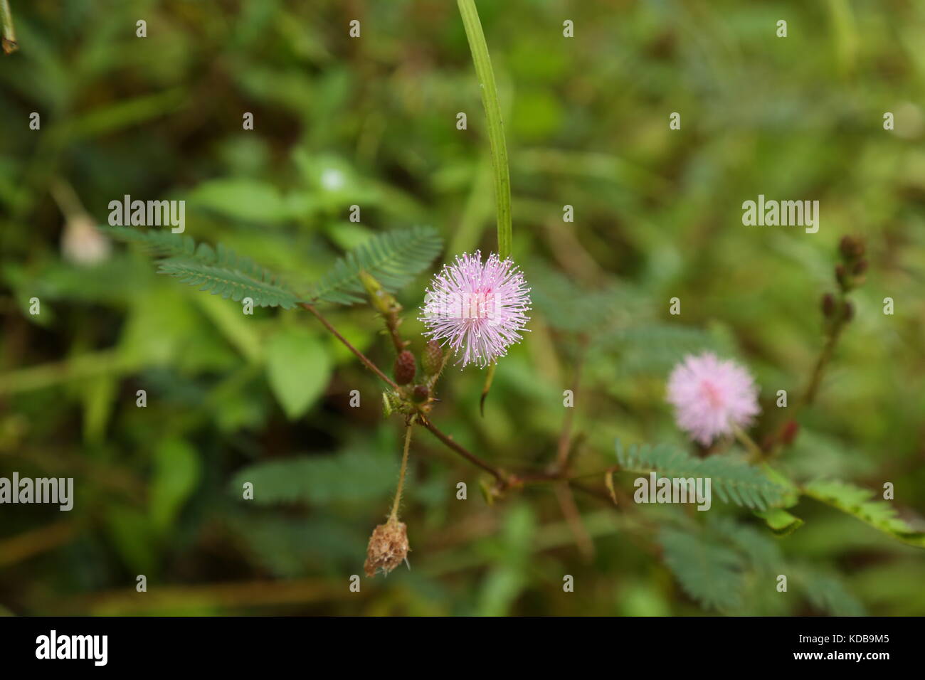 Sensitive plant flowers blooming Stock Photo - Alamy