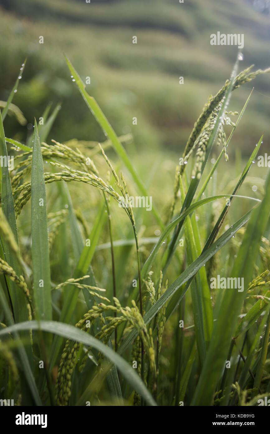 Close-up of a rice plant, Ubud, Bali, Indonesia Stock Photo - Alamy