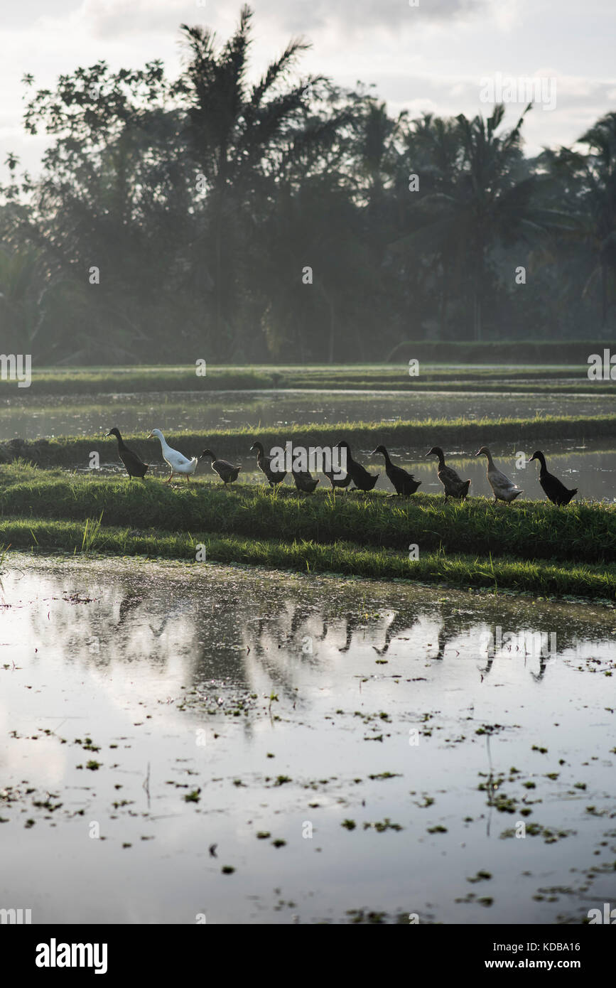 Duck in the rice field hi-res stock photography and images - Alamy