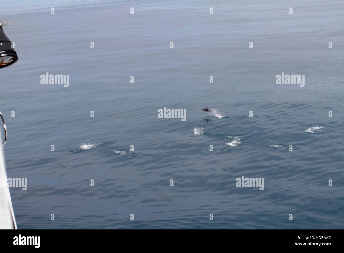 Dolphin seen from Interislander Ferry crossing Cook Strait in New ...