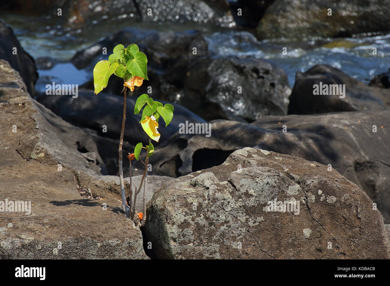 Small green plant survives in a hostile environment growing on barren ...