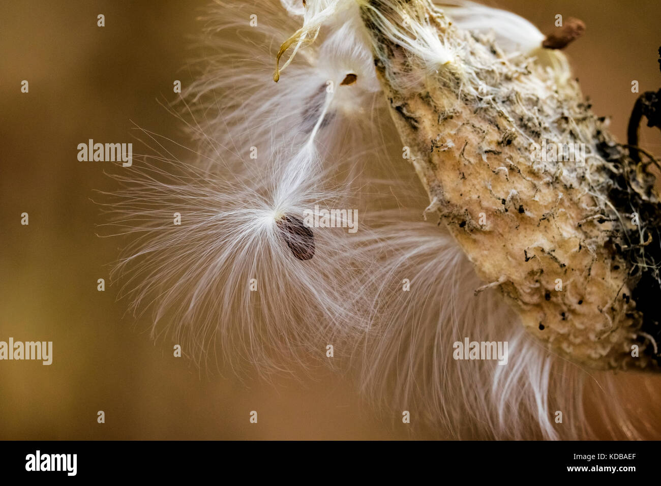 Milkweed seed about to be blown from seed pod Stock Photo - Alamy