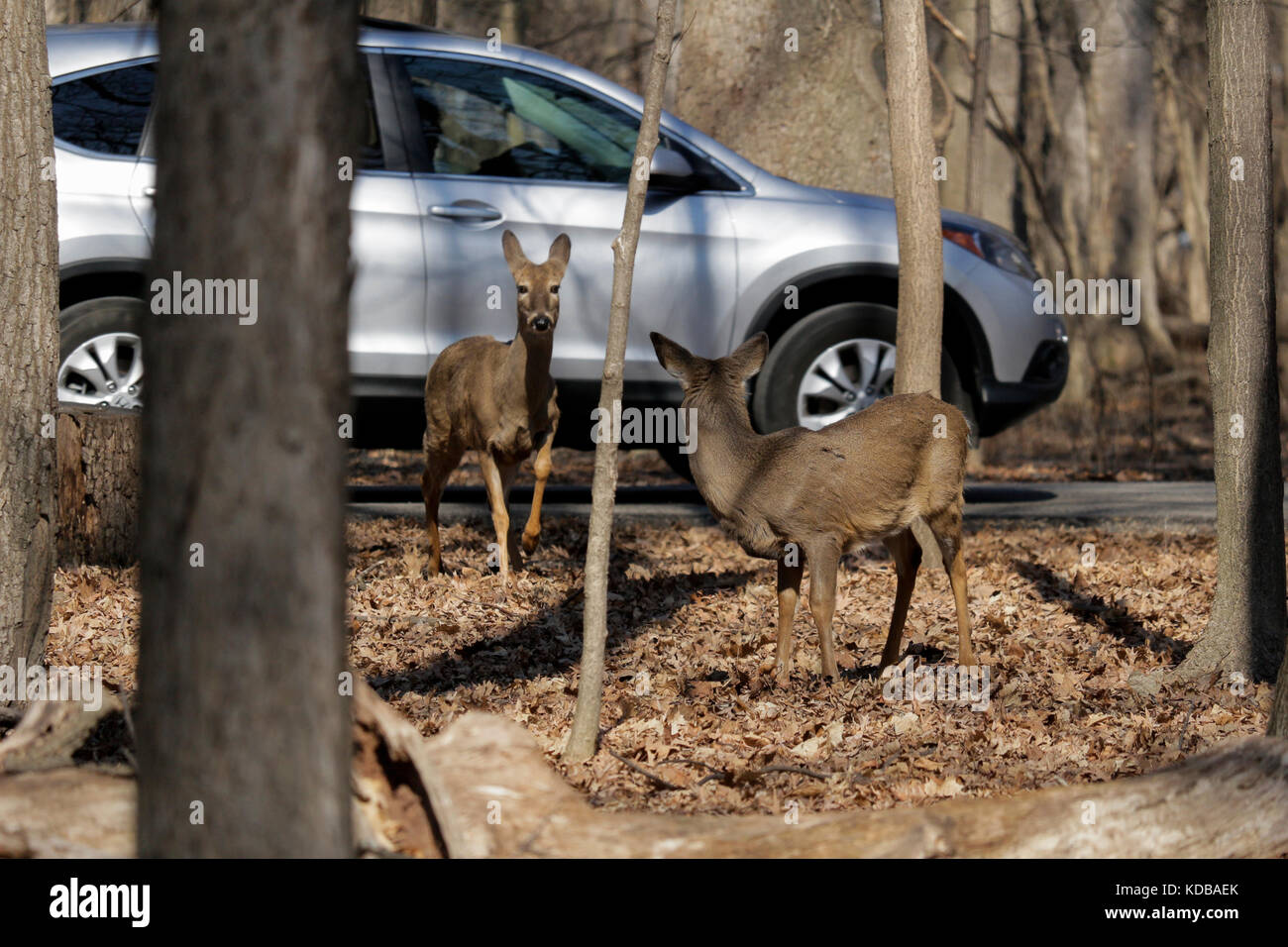 Chronic wasting disease deer hi-res stock photography and images - Alamy
