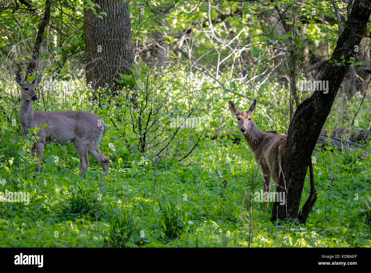 White-tailed deer in spring forest. Thatcher Woods Forest Preserve ...