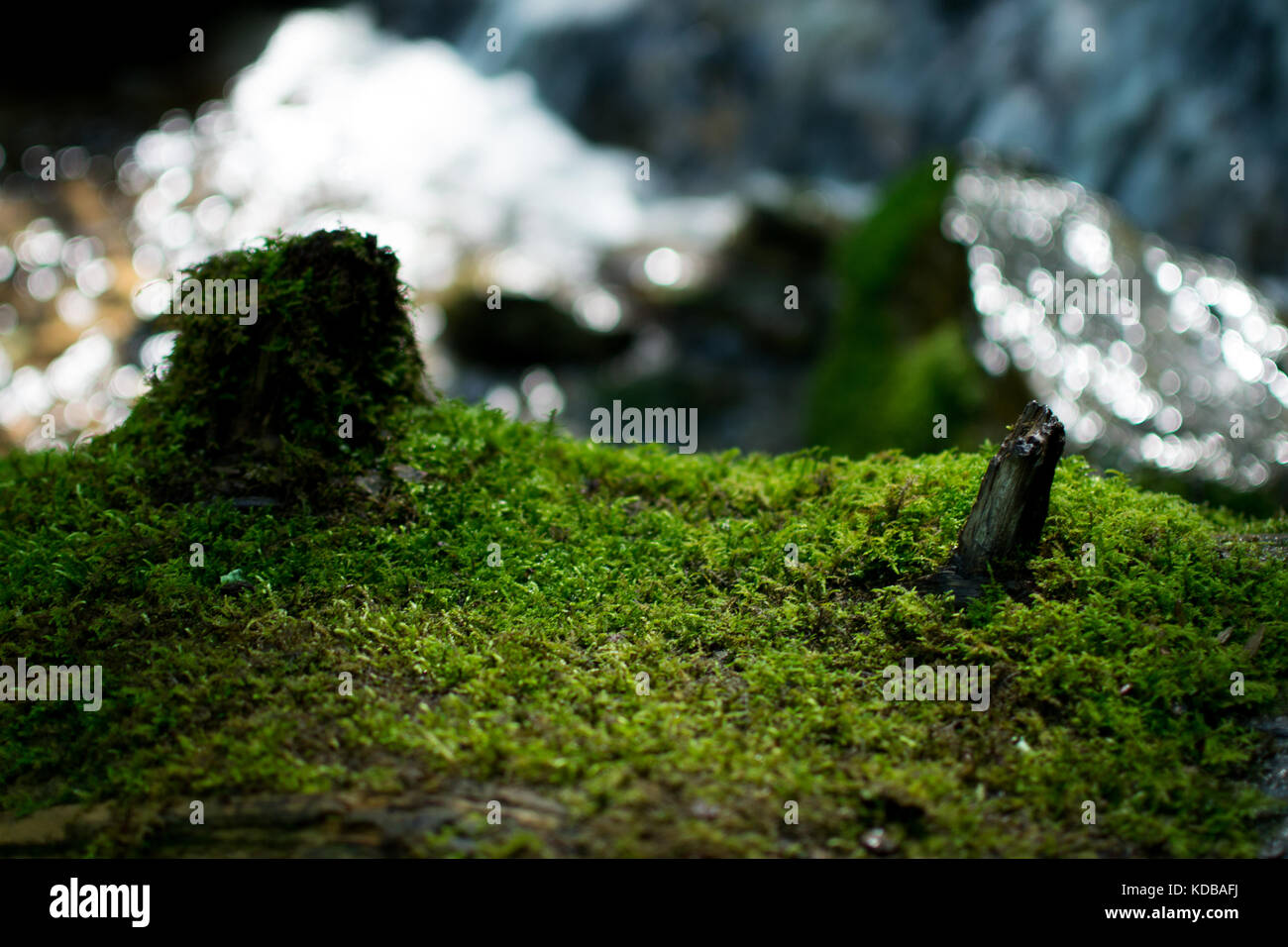 Moss on a log hi-res stock photography and images - Alamy