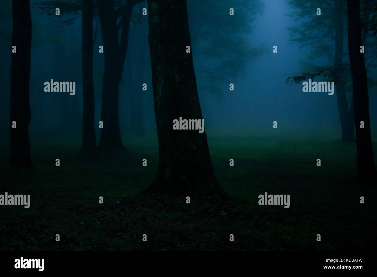 Foggy forest in Virginia Stock Photo - Alamy