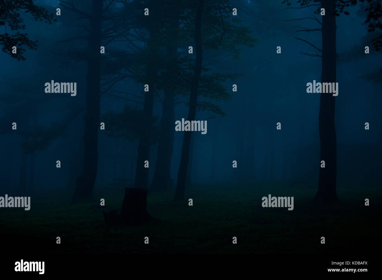 Foggy forest in Virginia Stock Photo - Alamy