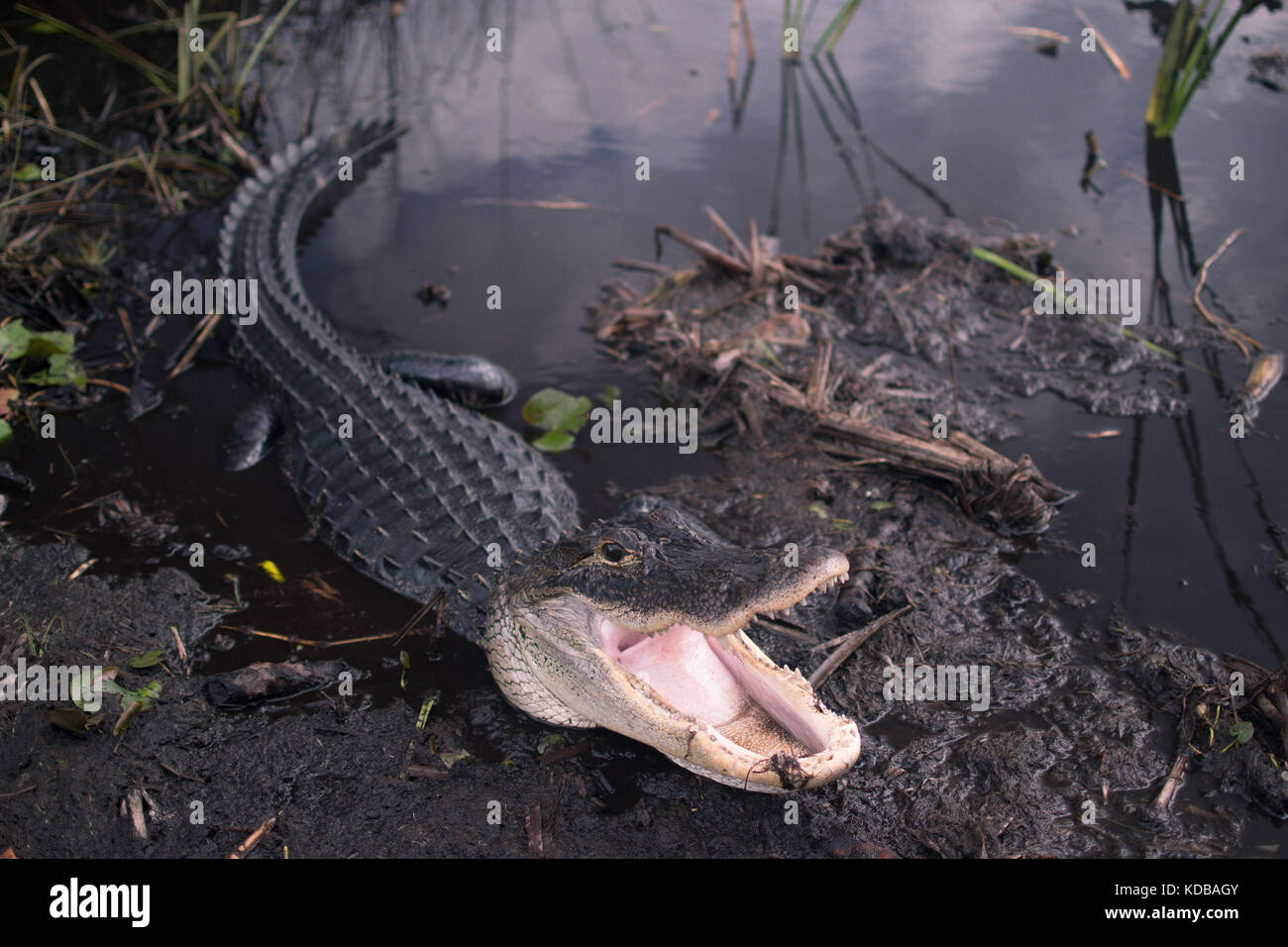 Swamp alligators florida hi-res stock photography and images - Alamy