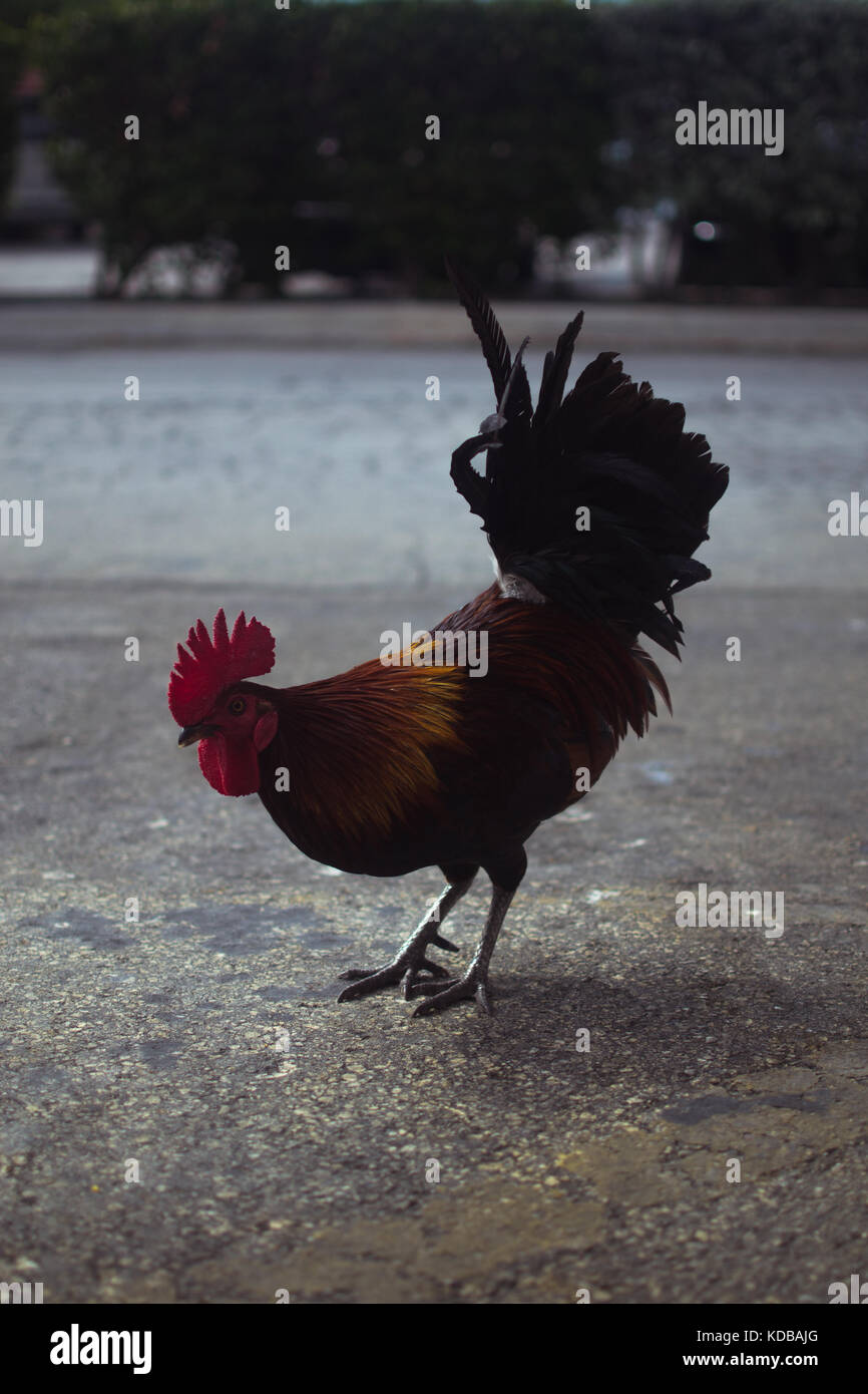 A rooster on the streets of Key West, Florida Stock Photo - Alamy