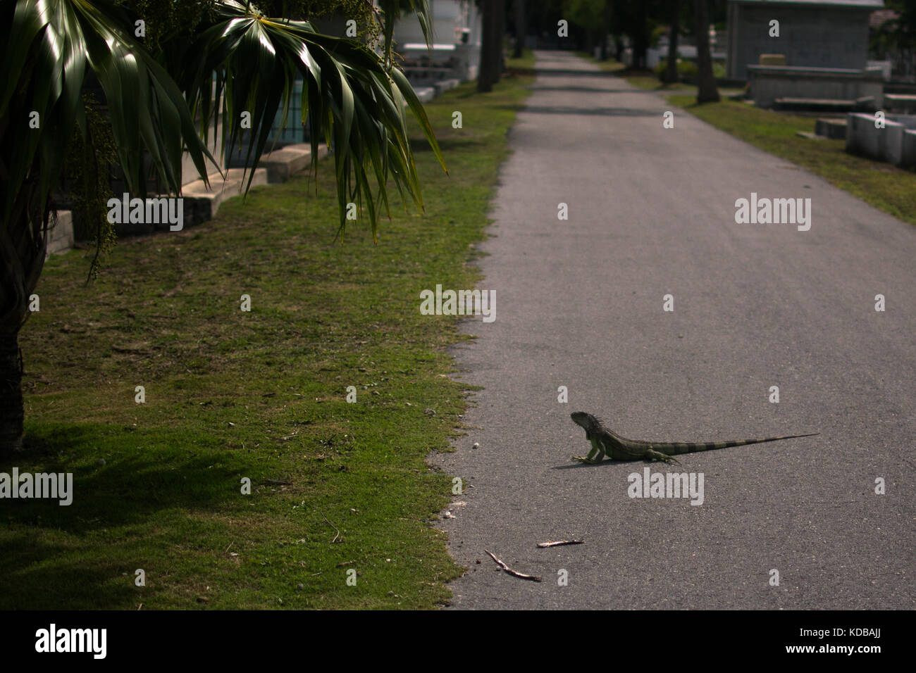 A lizard enjoying the sun Stock Photo - Alamy