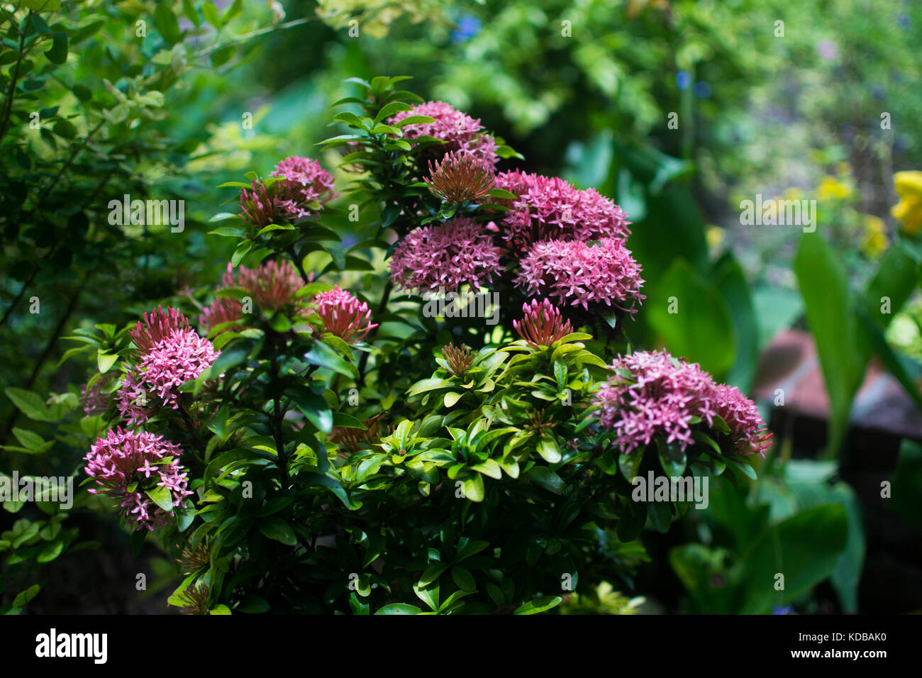 Flowers at the botanical garden in Key West, Florida Stock Photo - Alamy