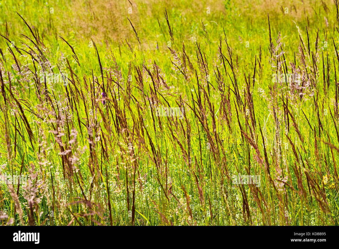 Swampy grass hi-res stock photography and images - Alamy