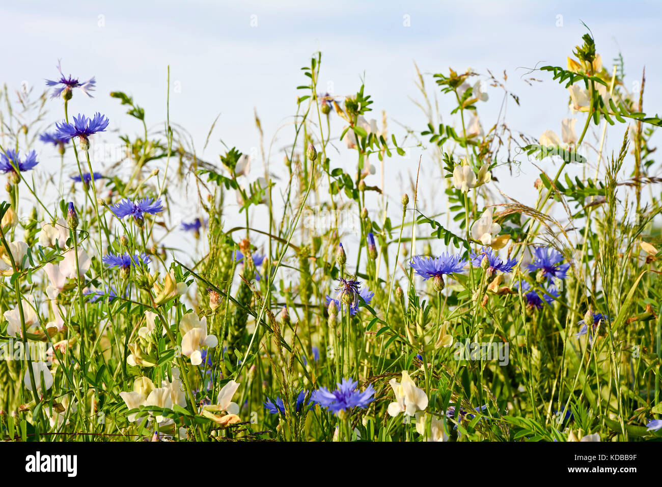 Colorful meadow with flowers close up against the sky. Meadow on a ...