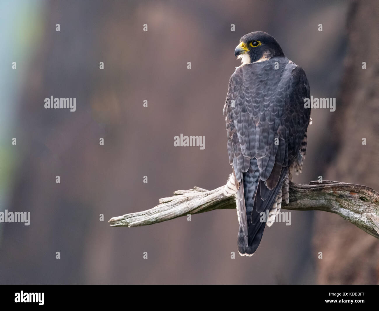 Peregrin hi-res stock photography and images - Alamy