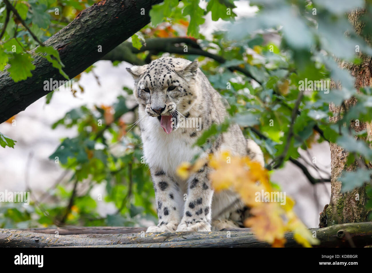 Snow leopard uncia uncia tree hi-res stock photography and images - Alamy