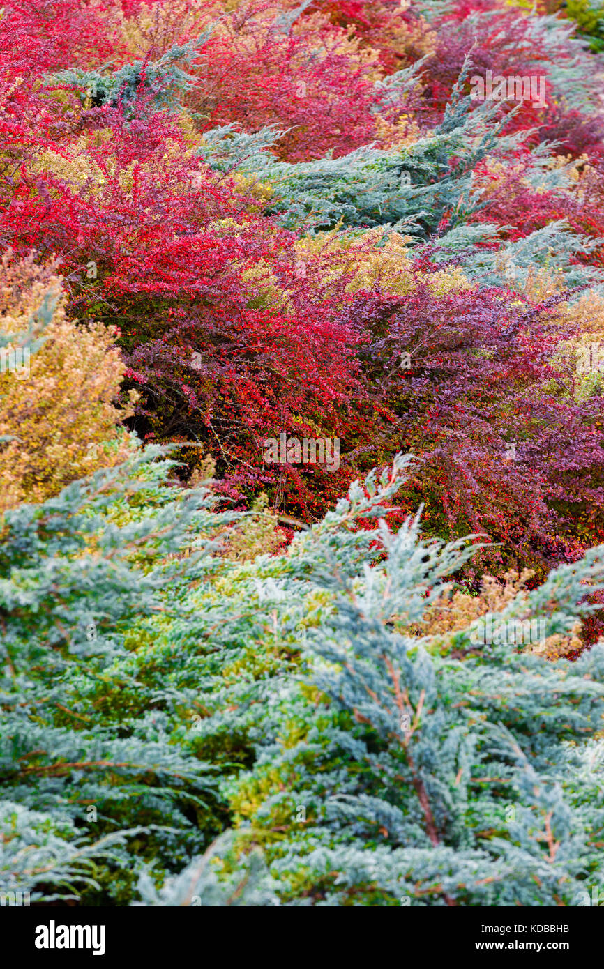 autumn colors composition in garden, beautiful colored ornamental shrub ...