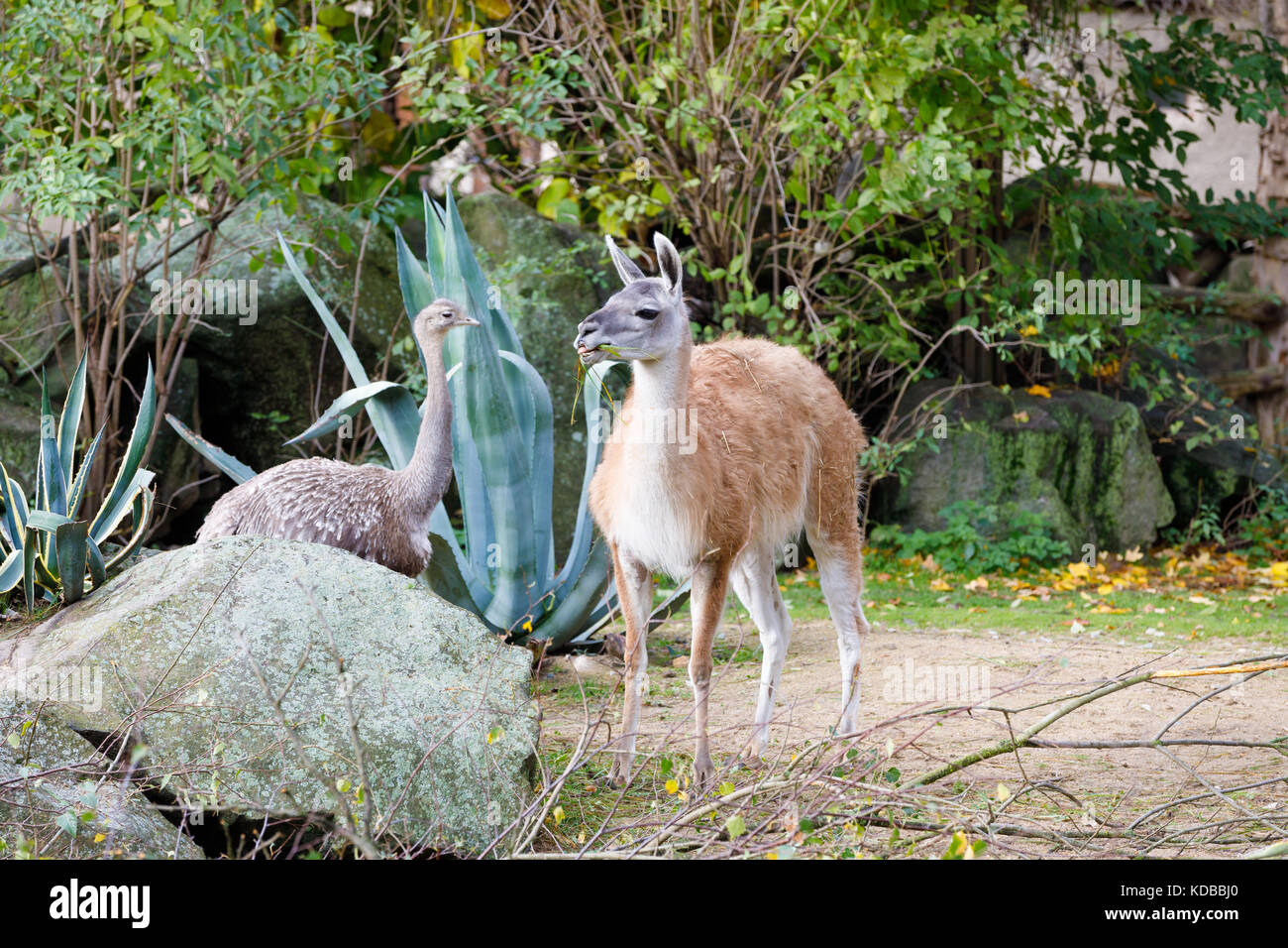 guanaco (Lama guanicoe) with greater rhea (Rhea americana Stock Photo ...