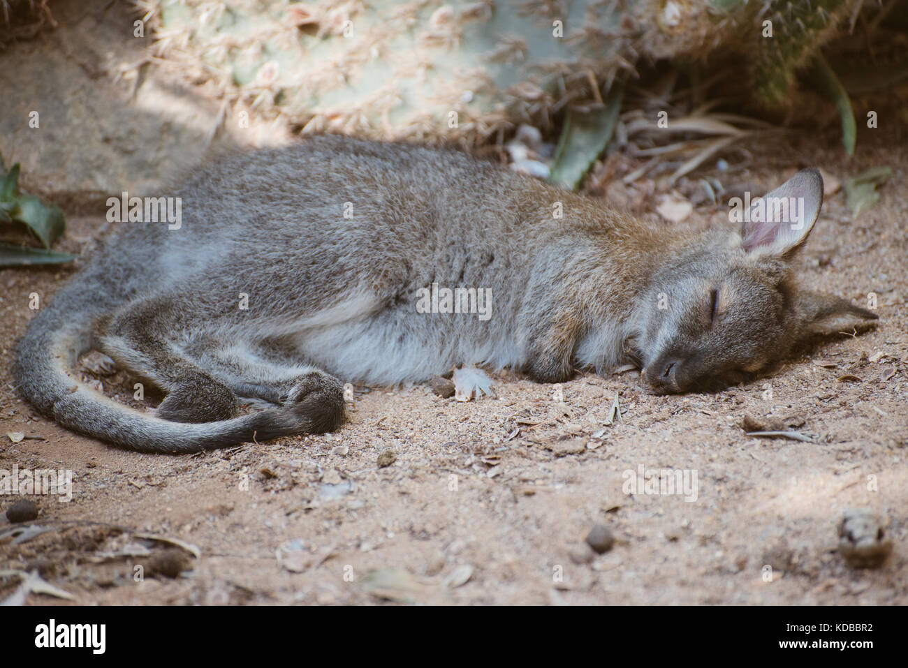 Small kangaroo is sleeping in the shade Stock Photo - Alamy