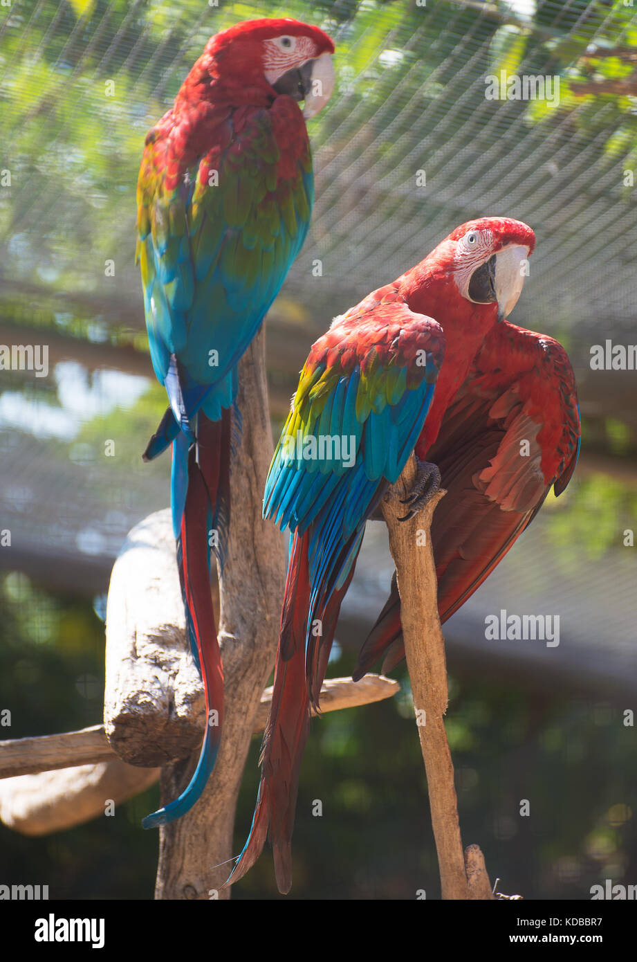 Portrait of colorful Ara parrots on the tree Stock Photo - Alamy