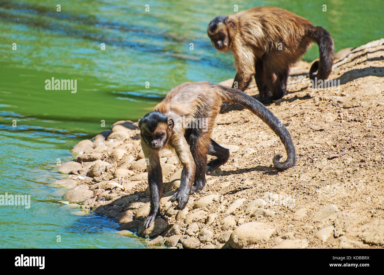 Two monkeys are fishing in the river Stock Photo - Alamy