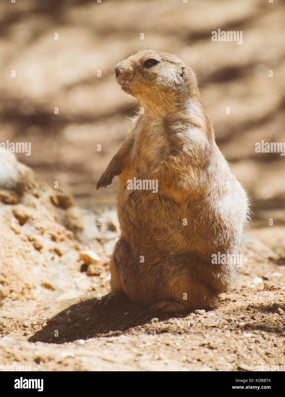 Texas prairie dog hi-res stock photography and images - Alamy