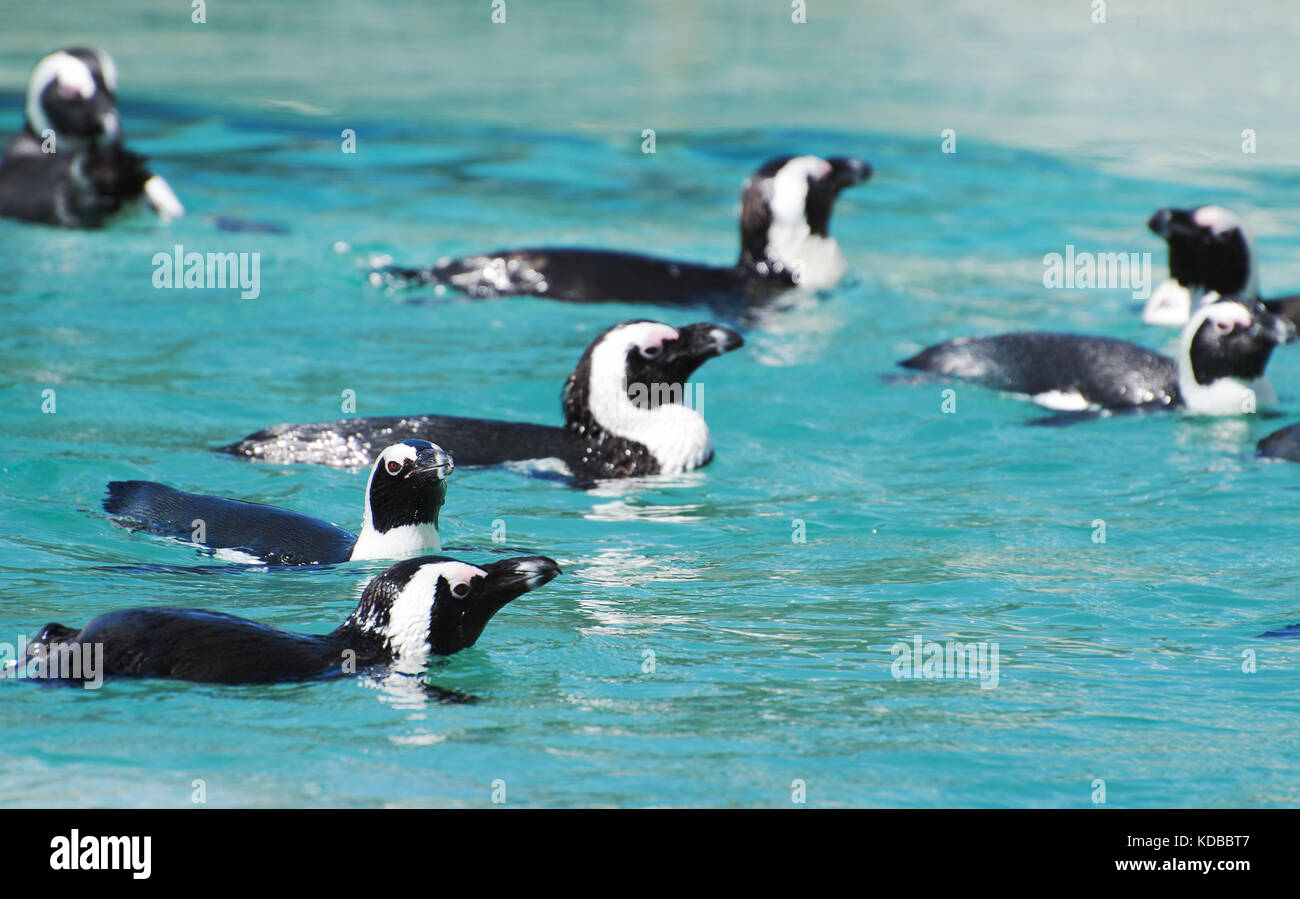 African penguins swimming in national park Stock Photo - Alamy