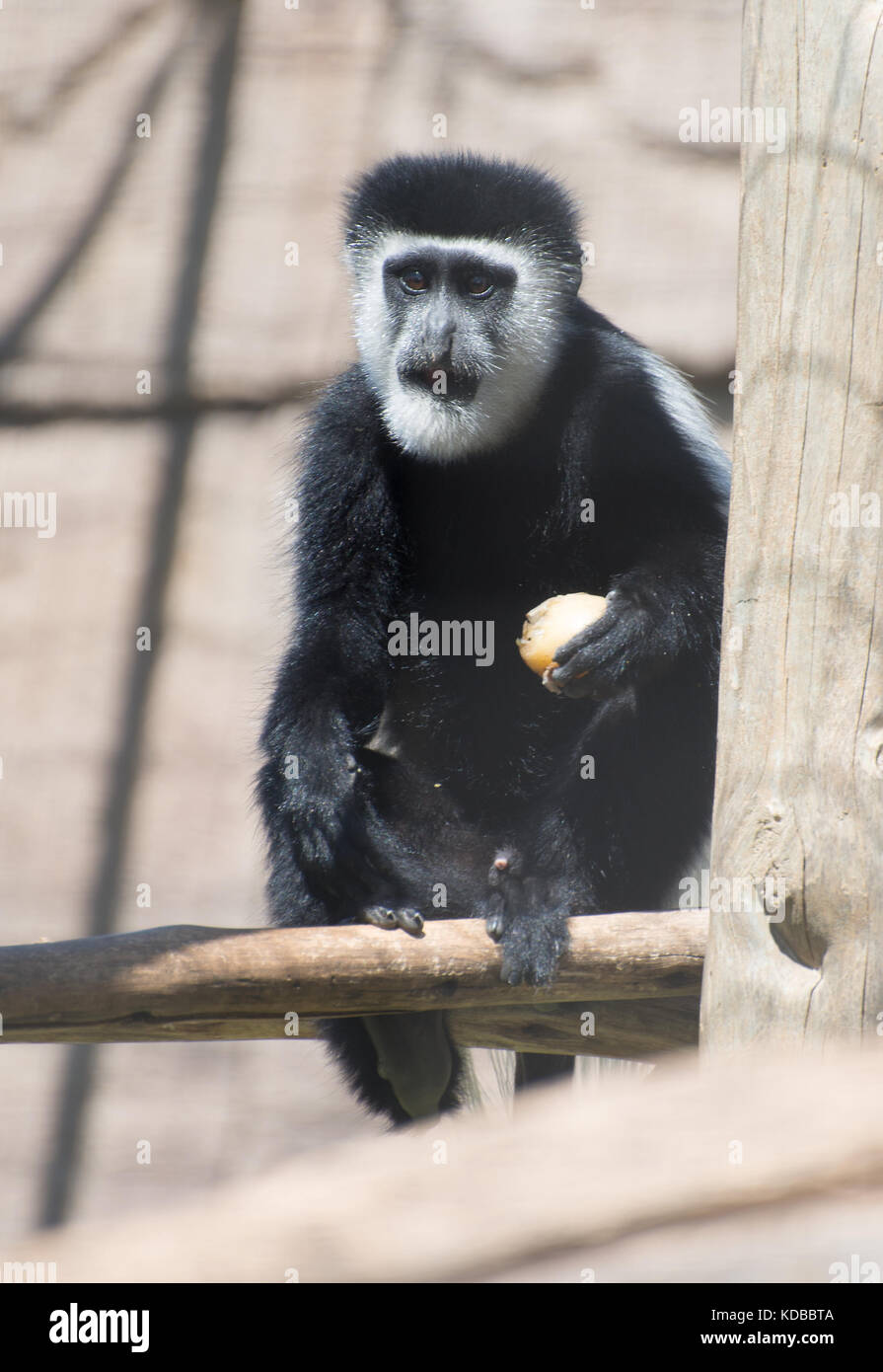 Portrait of Mantled guereza. Colobus guereza Stock Photo - Alamy
