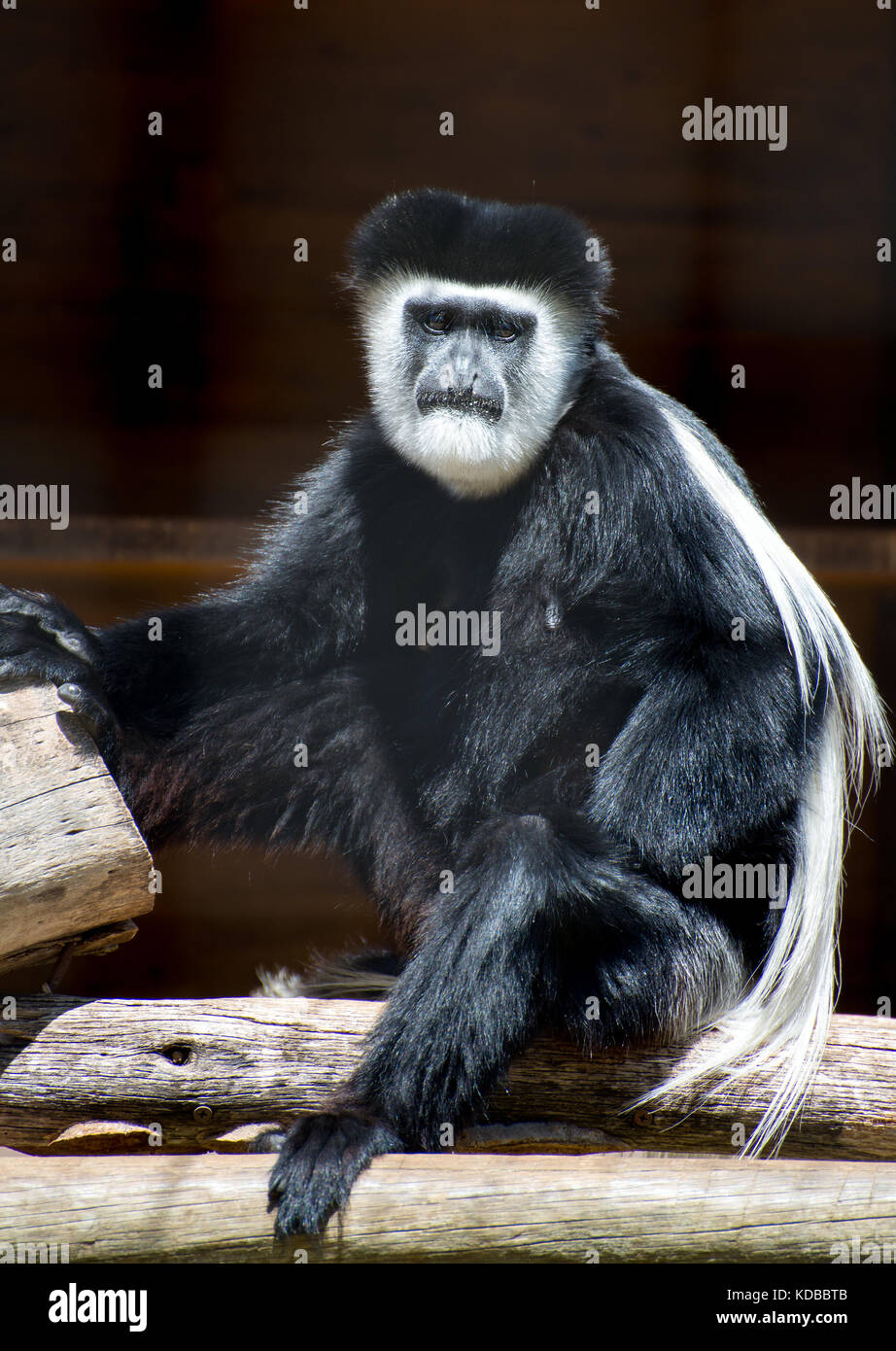 Portrait of Mantled guereza. Colobus guereza Stock Photo - Alamy
