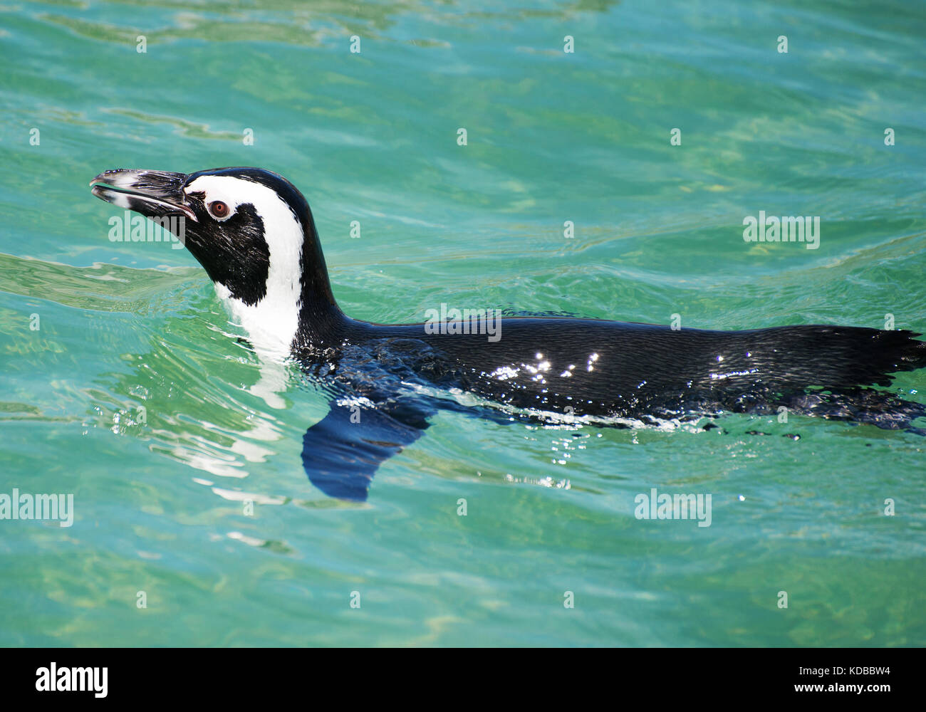 African penguin swimming in national park Stock Photo - Alamy
