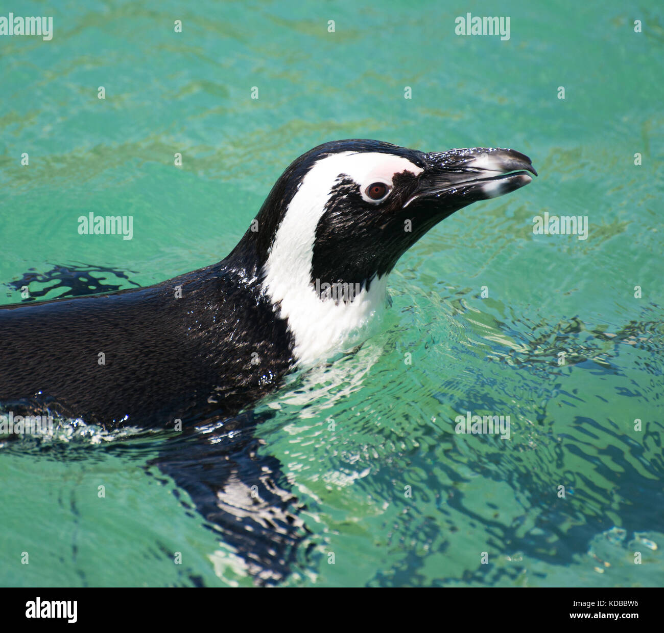African penguin swimming in national park Stock Photo - Alamy