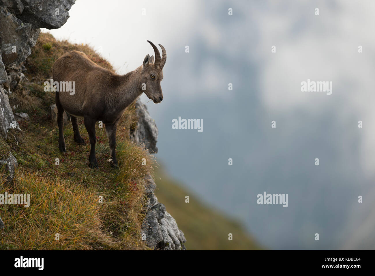 Alpine Ibex / Steinbock ( Capra ibex ) stands on a steep cliff in high ...