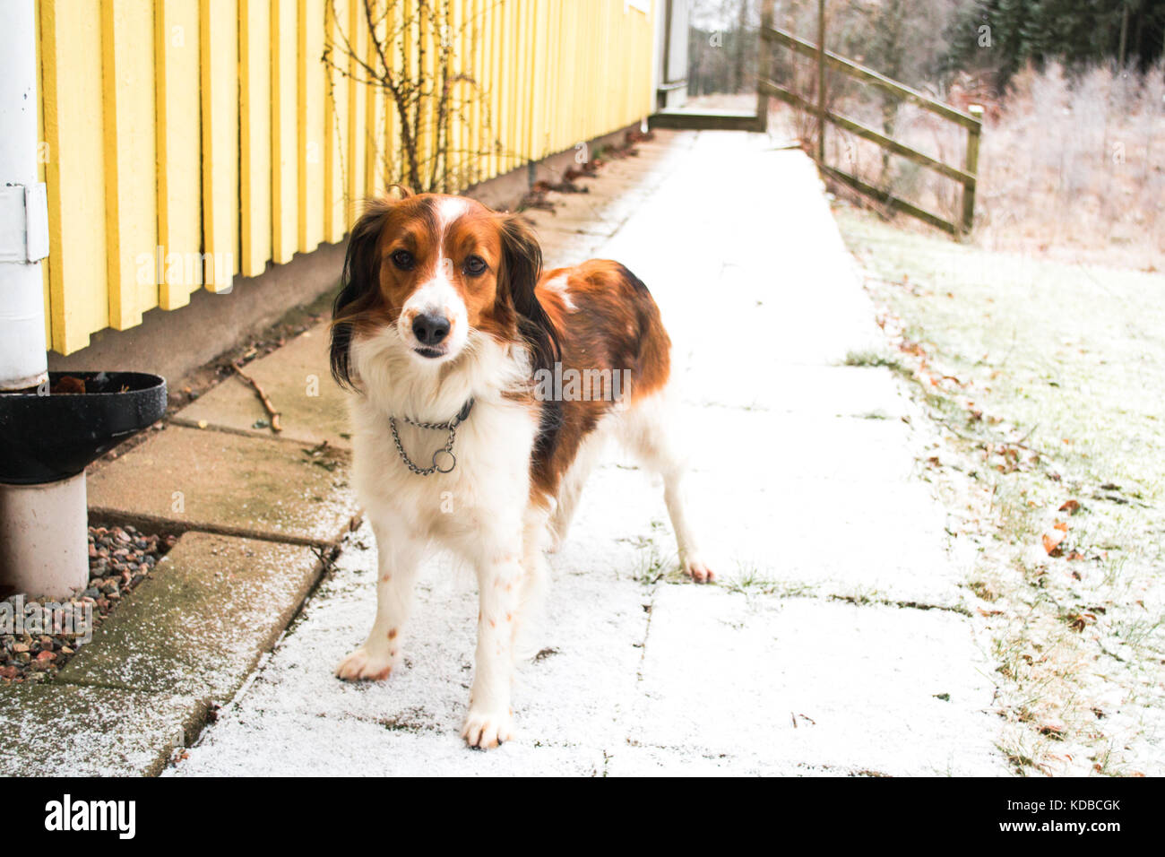 Female kooikerhondje / kooiker hound, a small dutch dog breed used in ...