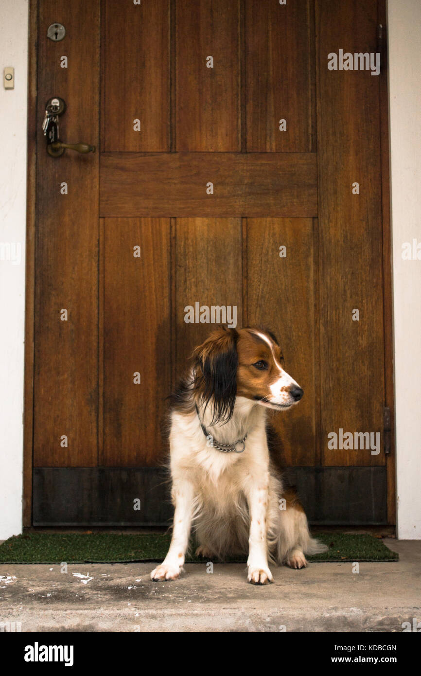 Female kooikerhondje / kooiker hound, a small dutch dog breed used in ...