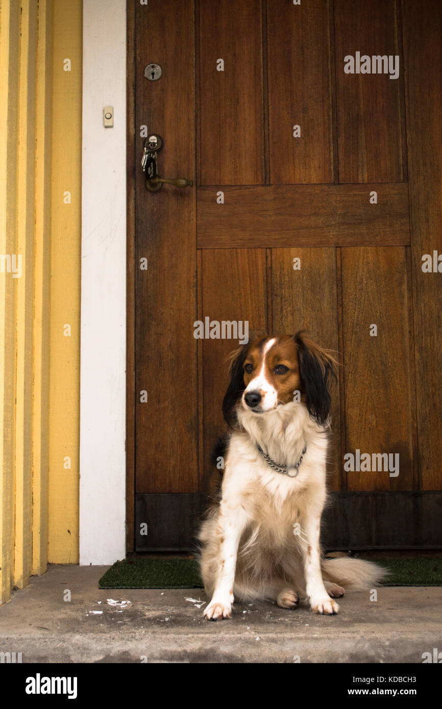 How Do Kooikerhondje Hunt