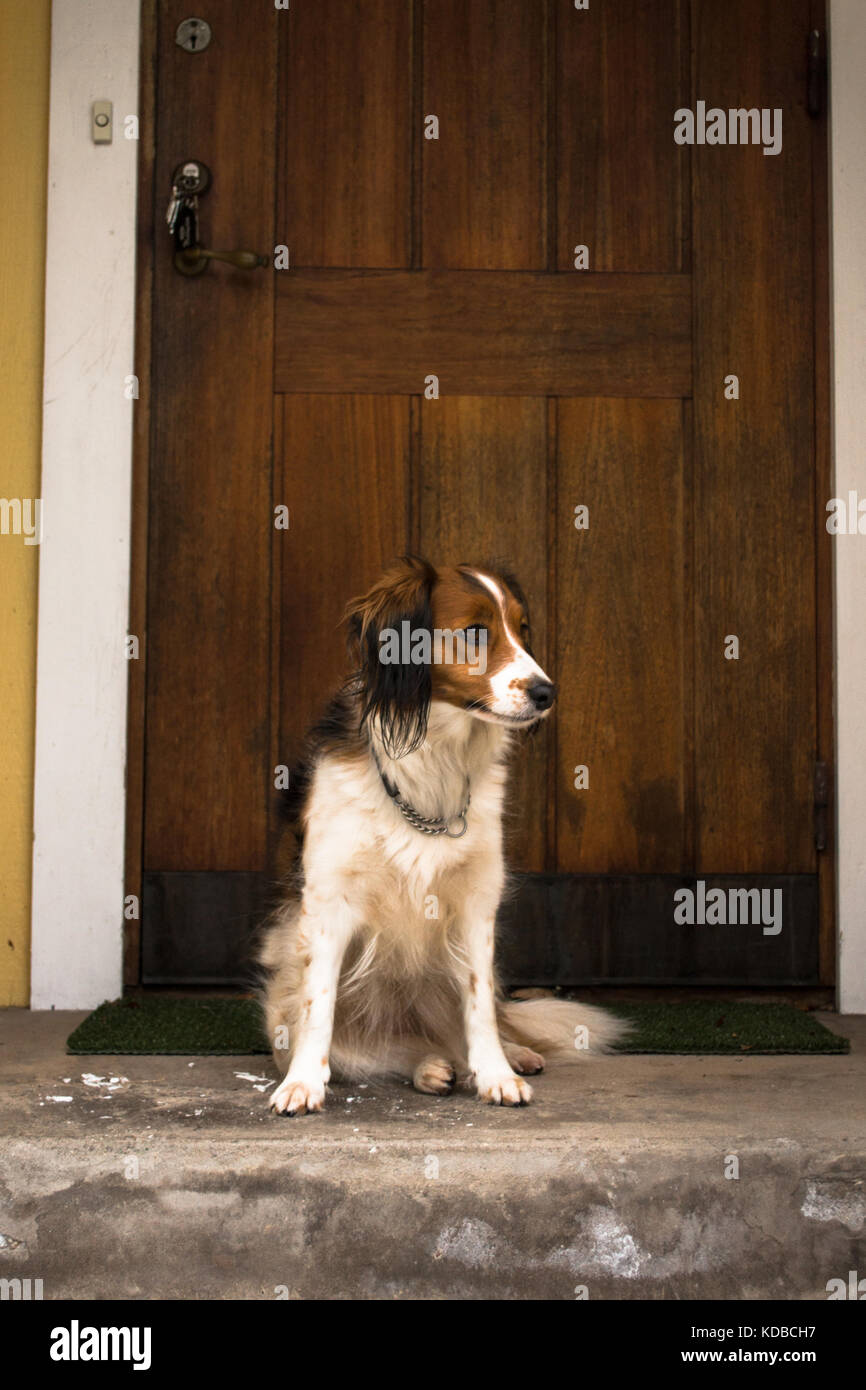 Female kooikerhondje / kooiker hound, a small dutch dog breed used in ...