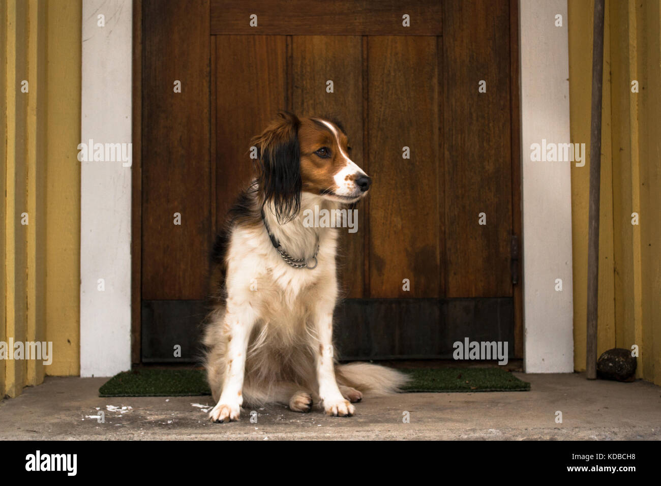 Female kooikerhondje / kooiker hound, a small dutch dog breed used in ...