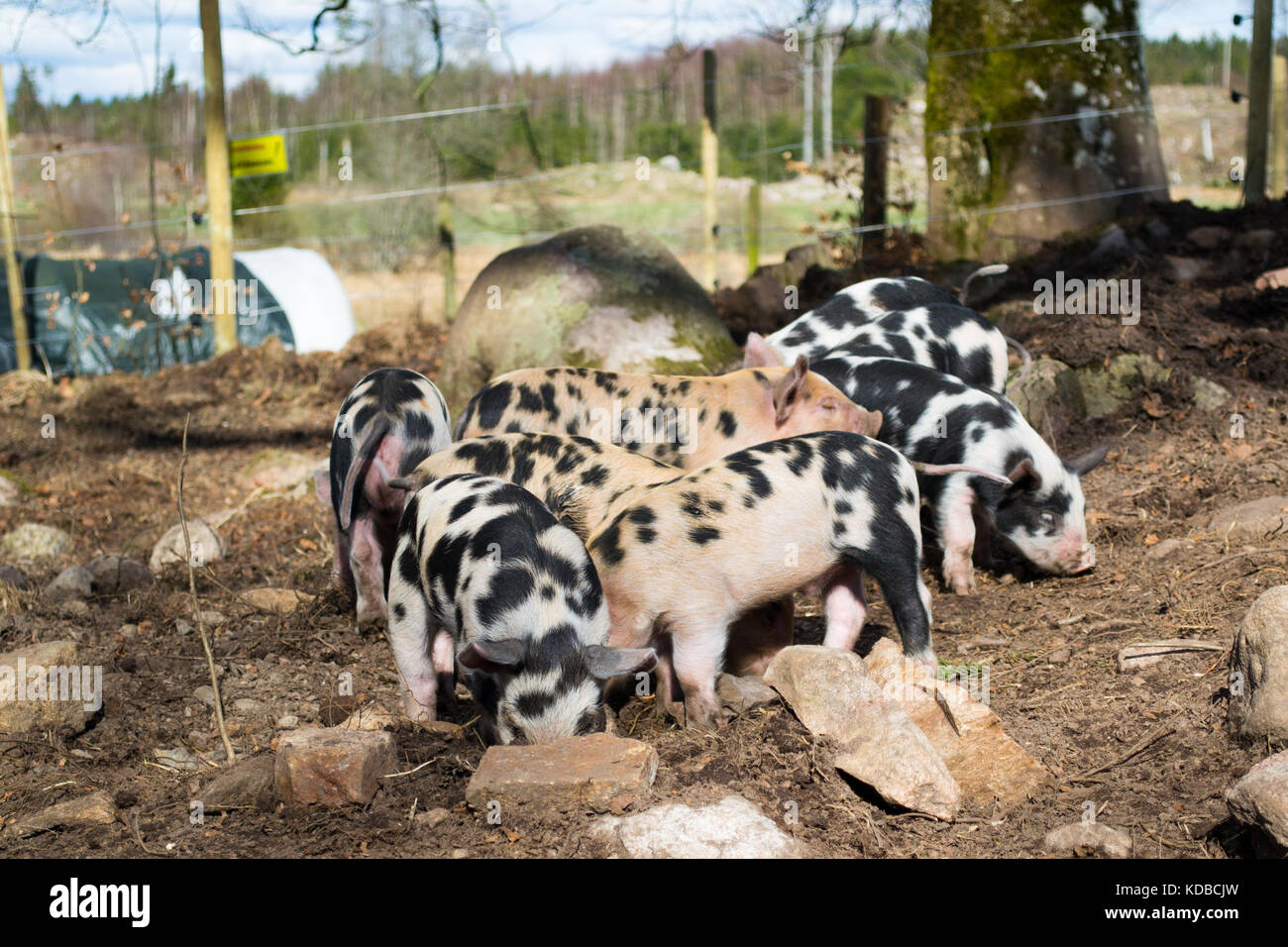 Cute baby piglets hi-res stock photography and images - Alamy