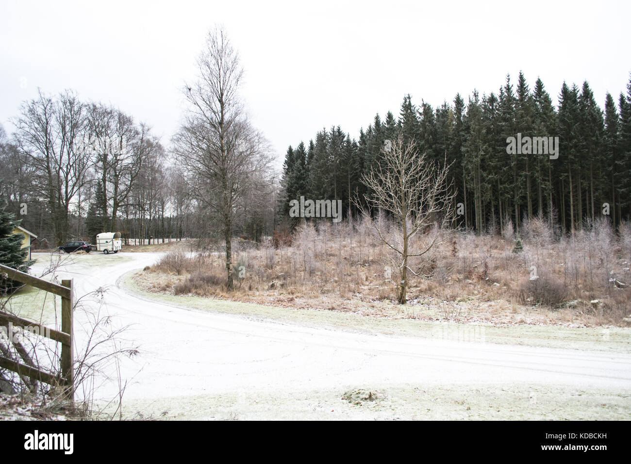 Forest in Småland, Sweden Stock Photo - Alamy