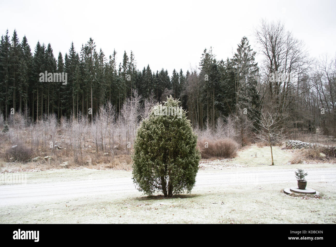 Woods snow sweden hi-res stock photography and images - Alamy