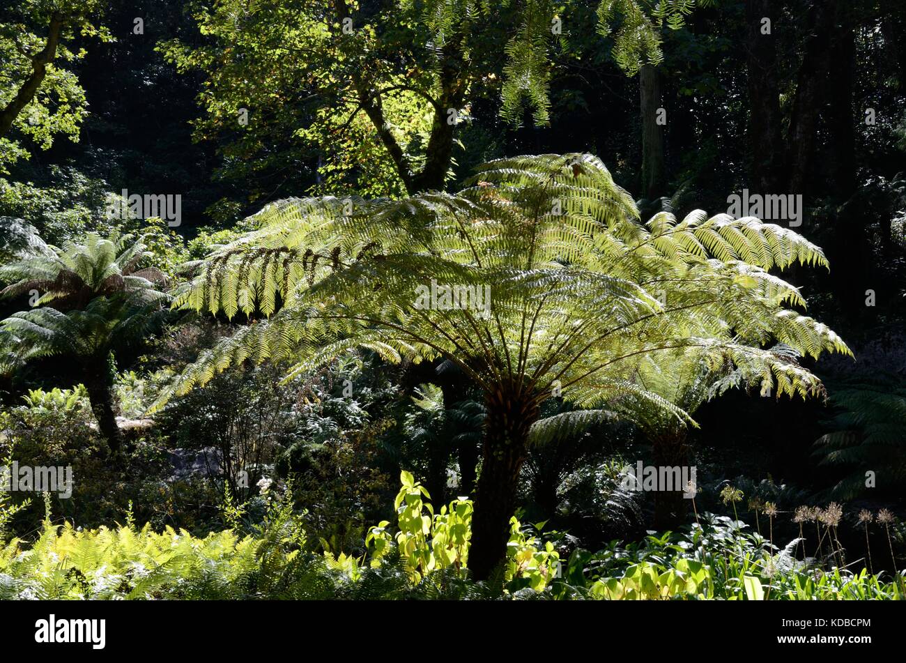 Back lit ferns in the garden park of Pena Palace Sintra Portugal Stock ...