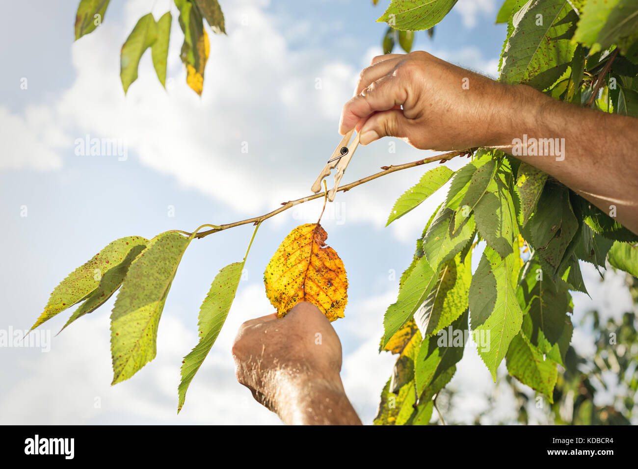 Fallen leaf gets put back onto the branch Stock Photo - Alamy