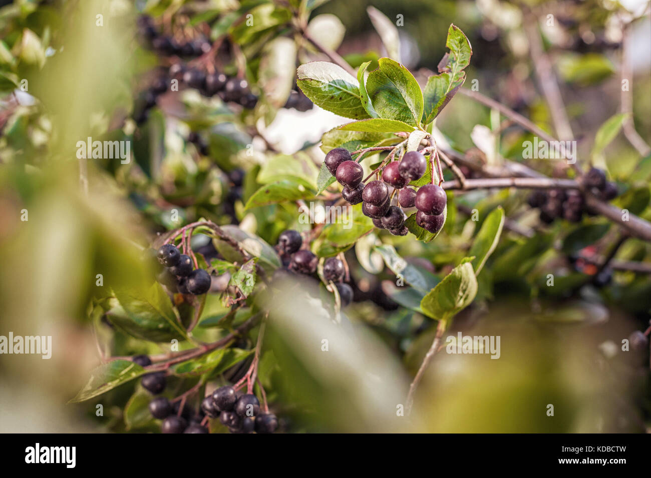 A branch with Aronia berries Stock Photo - Alamy