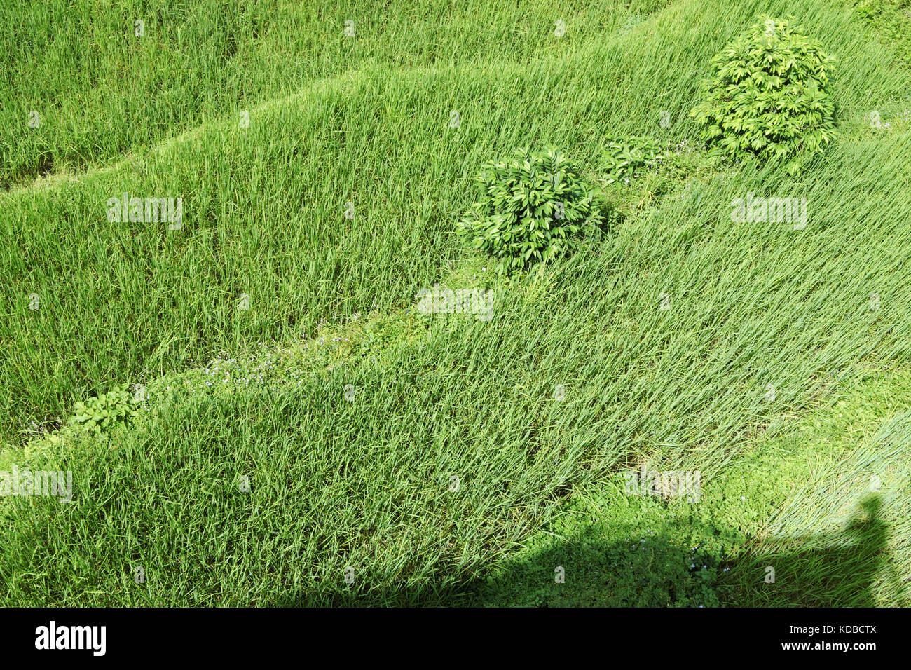 Bright green wavy grass Stock Photo - Alamy