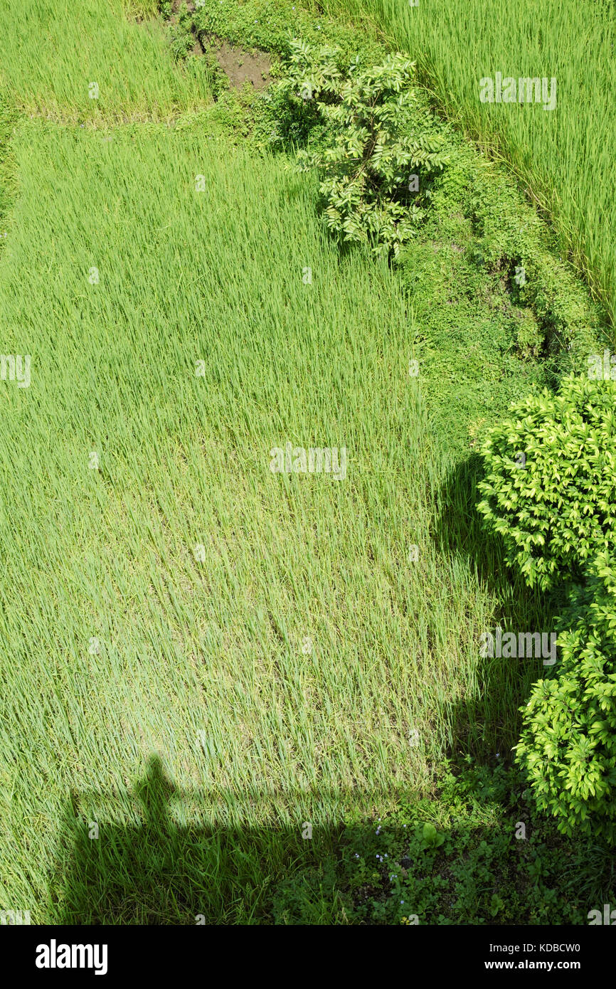 Wavy Grass Field High Resolution Stock Photography and Images - Alamy