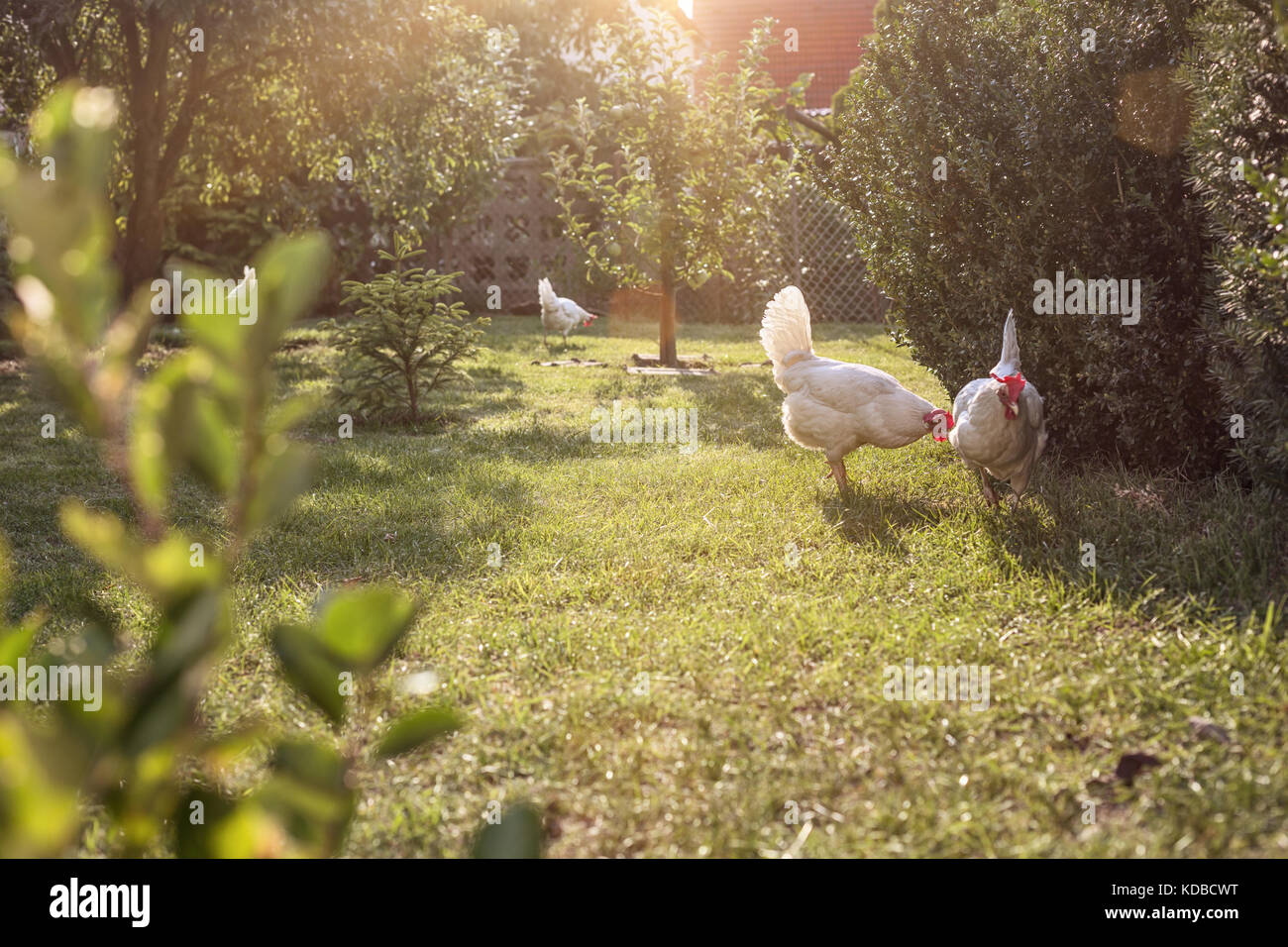 Free running chicken in a garden Stock Photo - Alamy