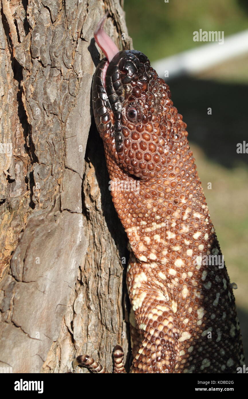 Mexican beaded lizard hi-res stock photography and images - Alamy