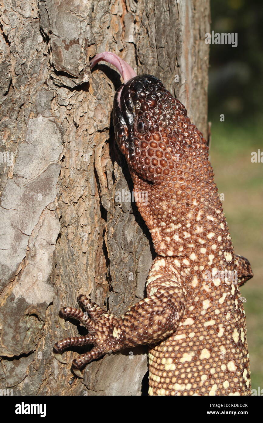 Beaded lizards hi-res stock photography and images - Alamy